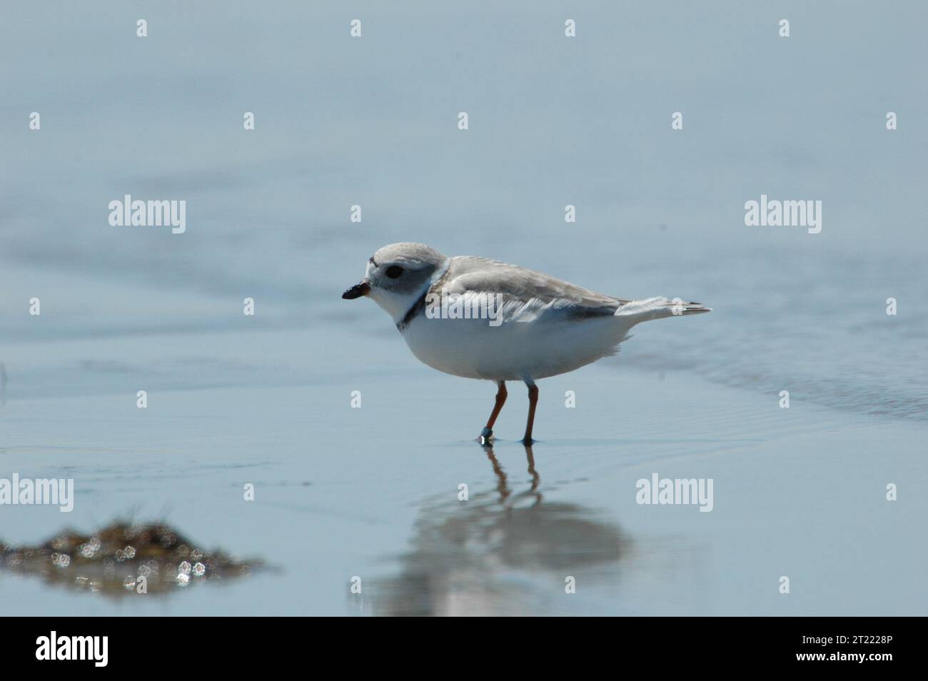 This Piping Plover on the beach. The piping plover is a small, stocky ...