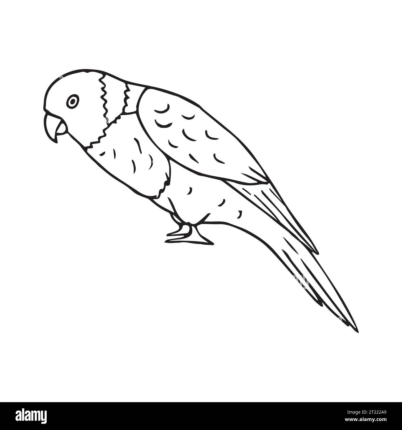 Vector hand drawn doodle sketch lory parrot isolated on white background Stock Vector Image ...