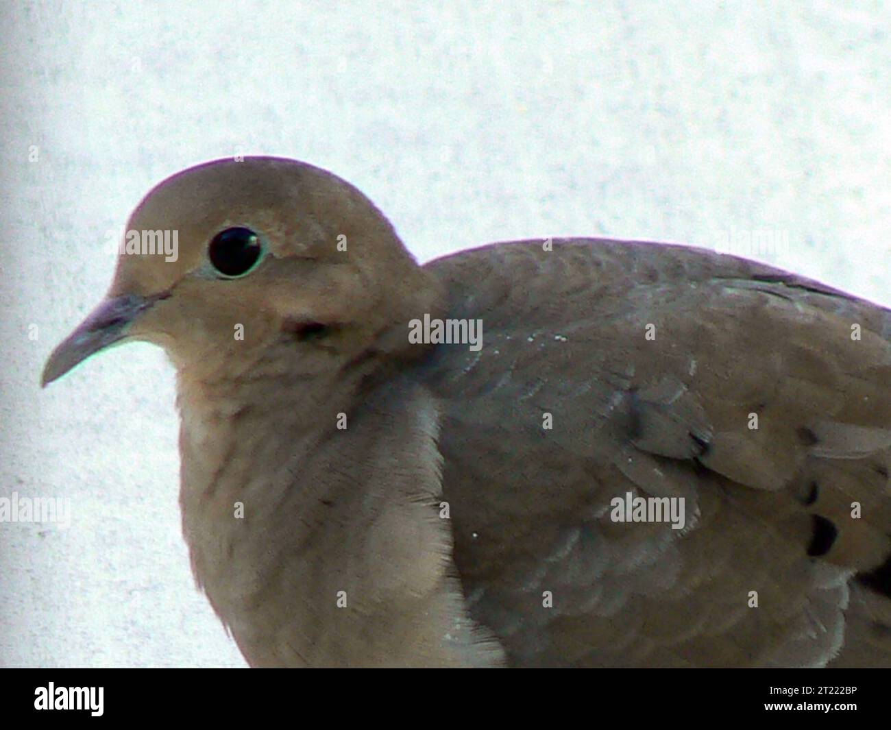 Mourning call hi-res stock photography and images - Alamy