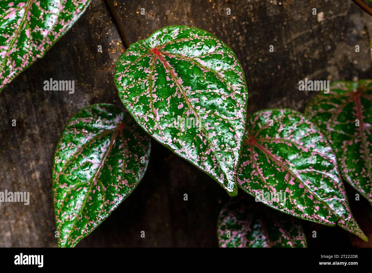 Celebes pepper called Sirih Merah in Indonesia, herbal medicinal plants ...
