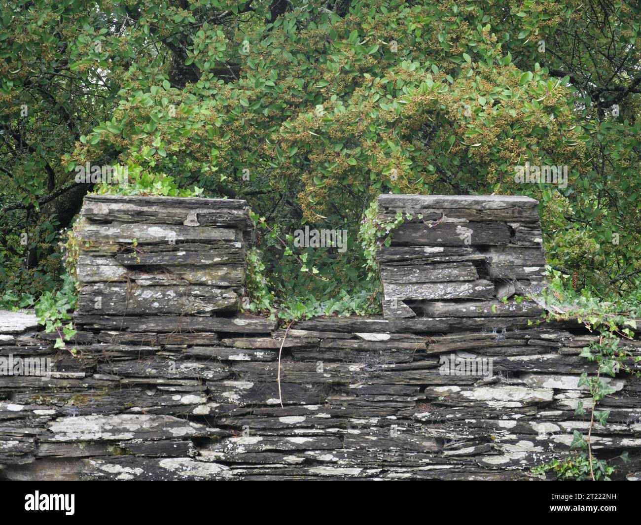 Layered Cornish stone wall with battlements Prideaux Place, Padstow ...
