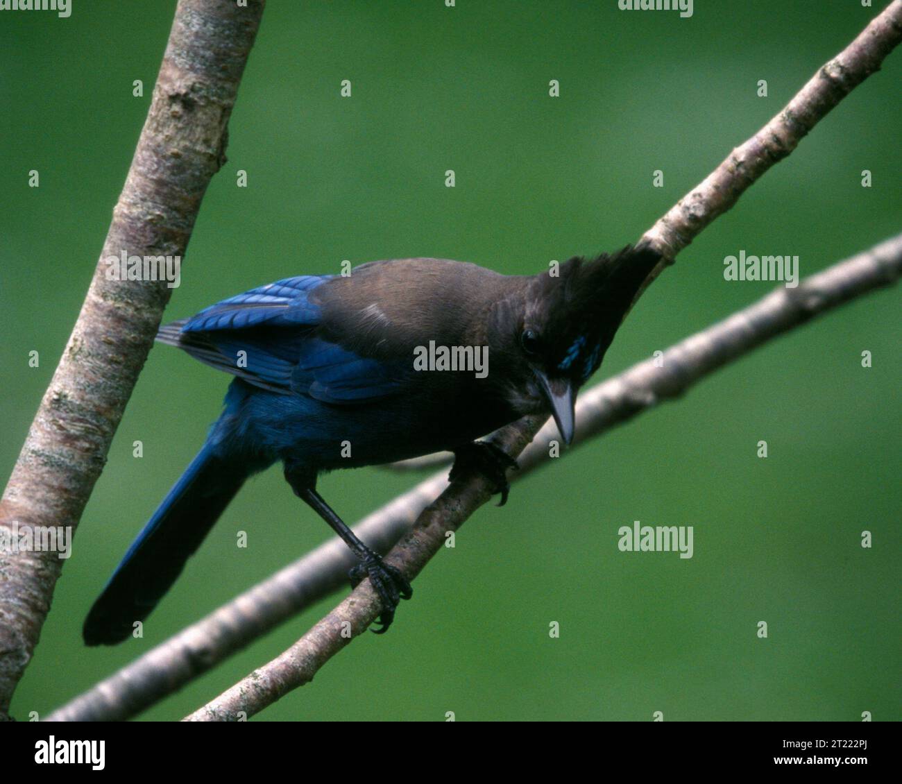 The habitat of this bird is coniferous forests and pine and oak woods ...