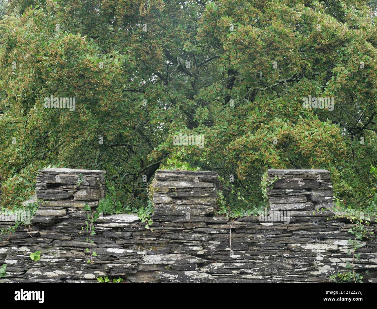 Layered Cornish stone wall with battlements Prideaux Place, Padstow ...