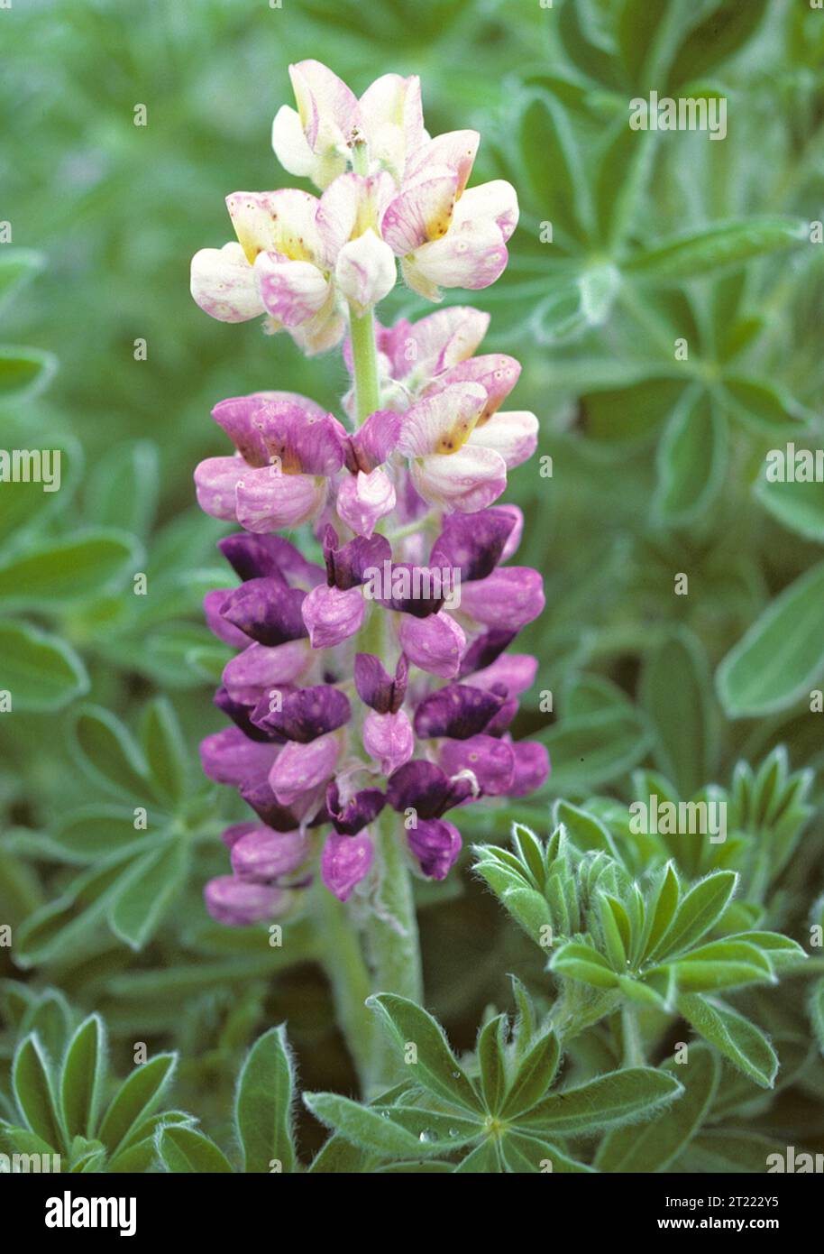 Diverse pollinator hi-res stock photography and images - Alamy