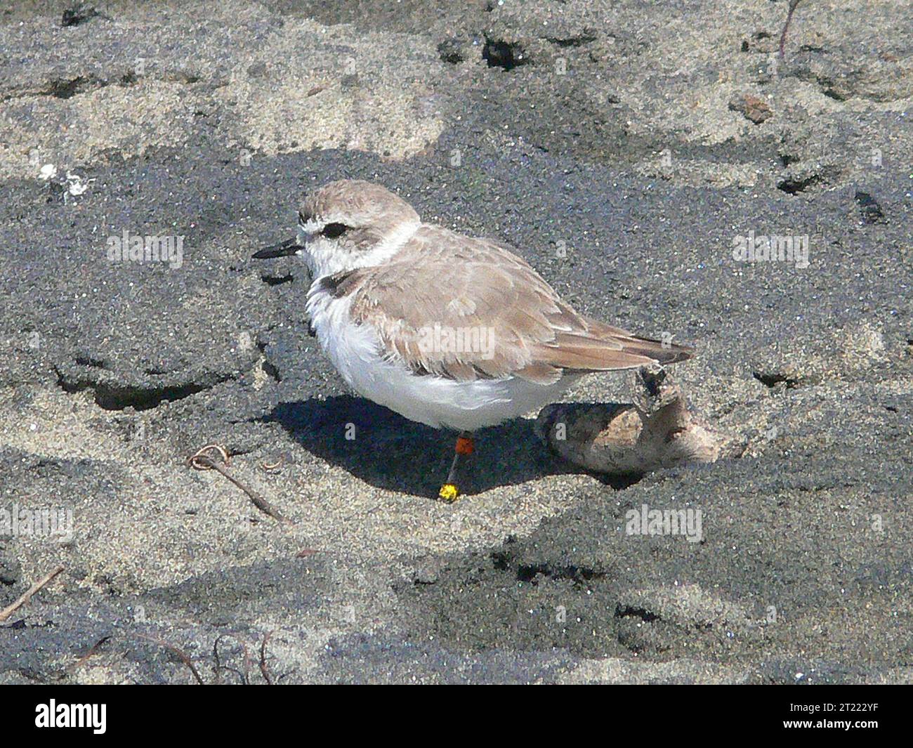 A snowy plover stands on sandy ground, showing its small size, pale ...
