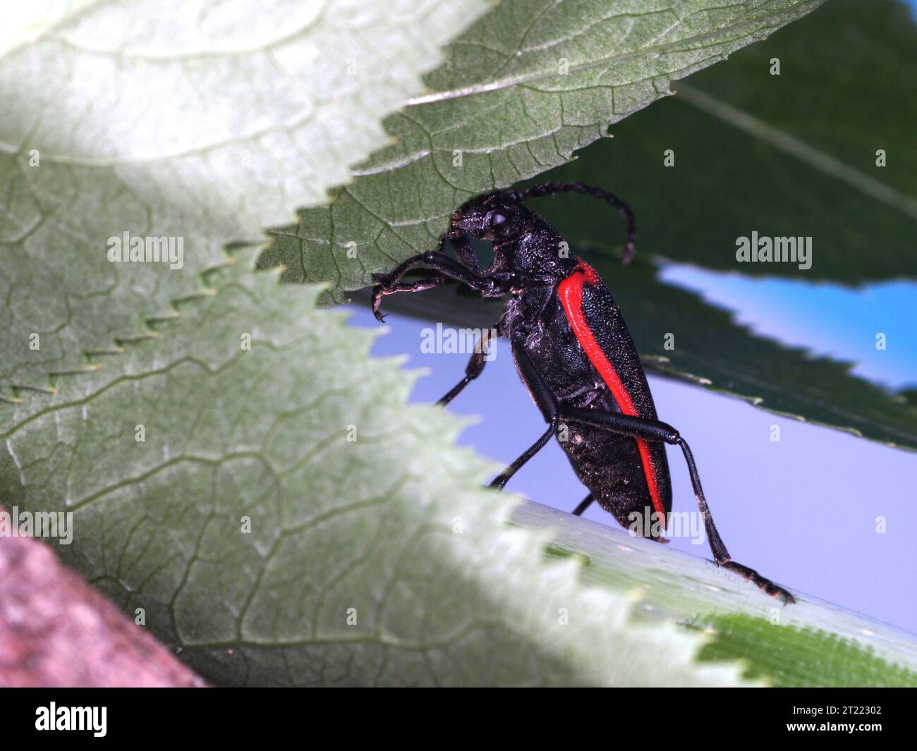 Velb hi-res stock photography and images - Alamy