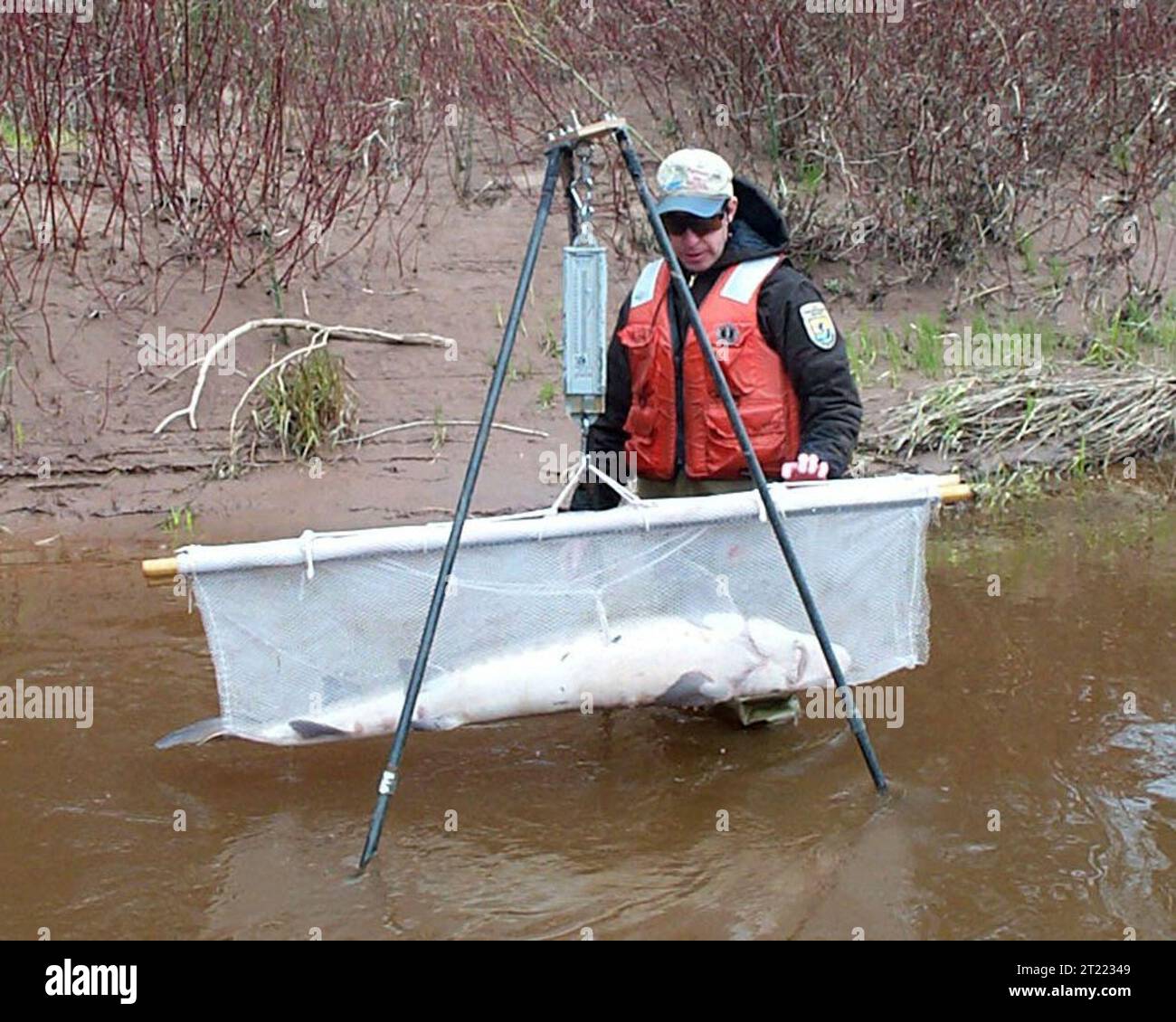 Sturgeon populations hi-res stock photography and images - Alamy