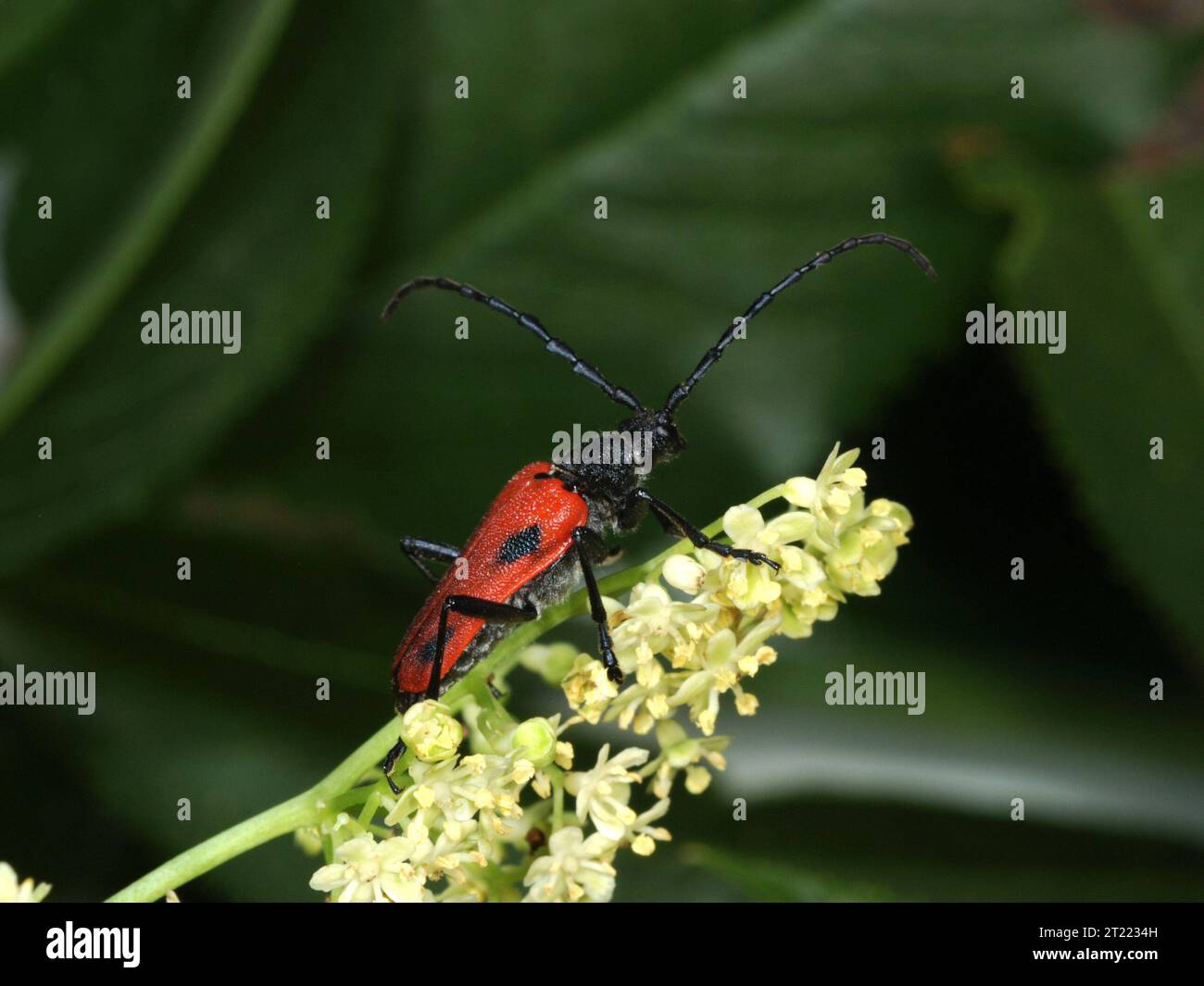 VELB male feeding. Subjects: Wildlife refuges; Threatened species ...