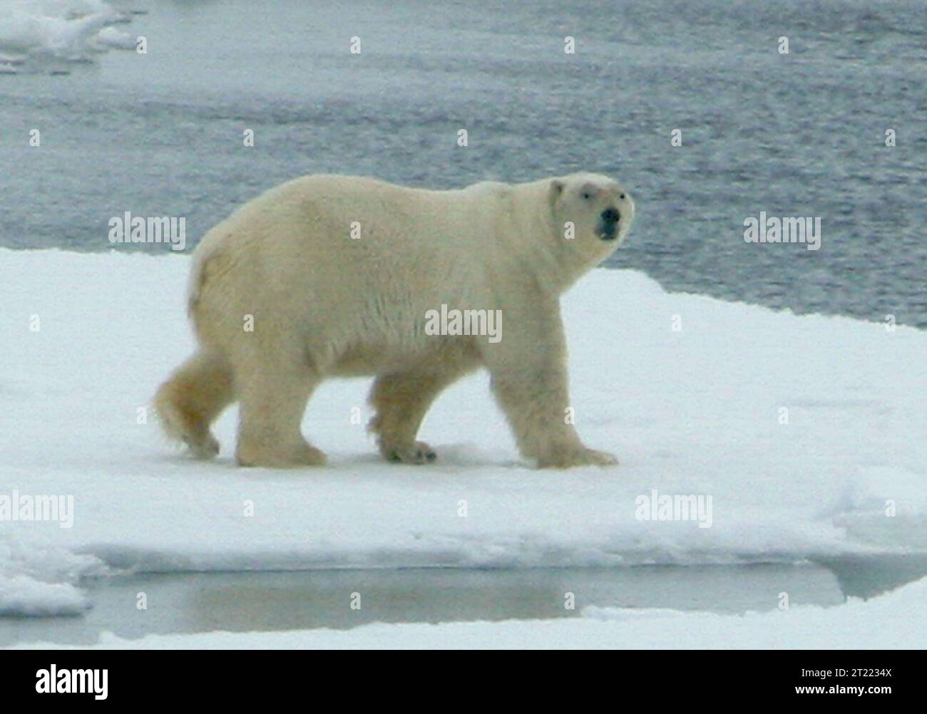 Photo was taken in the Bering Sea, 40 southwest of St. Lawrence Island ...