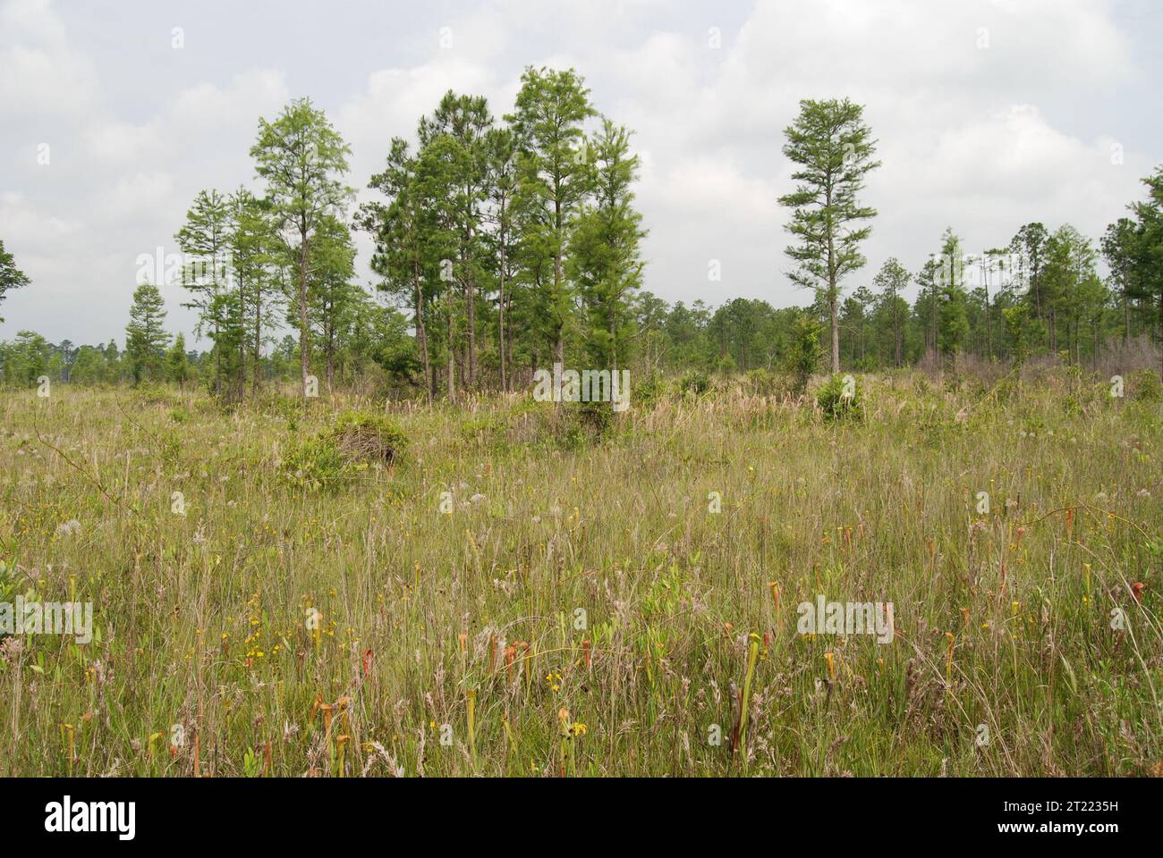 Plant communities hi-res stock photography and images - Alamy