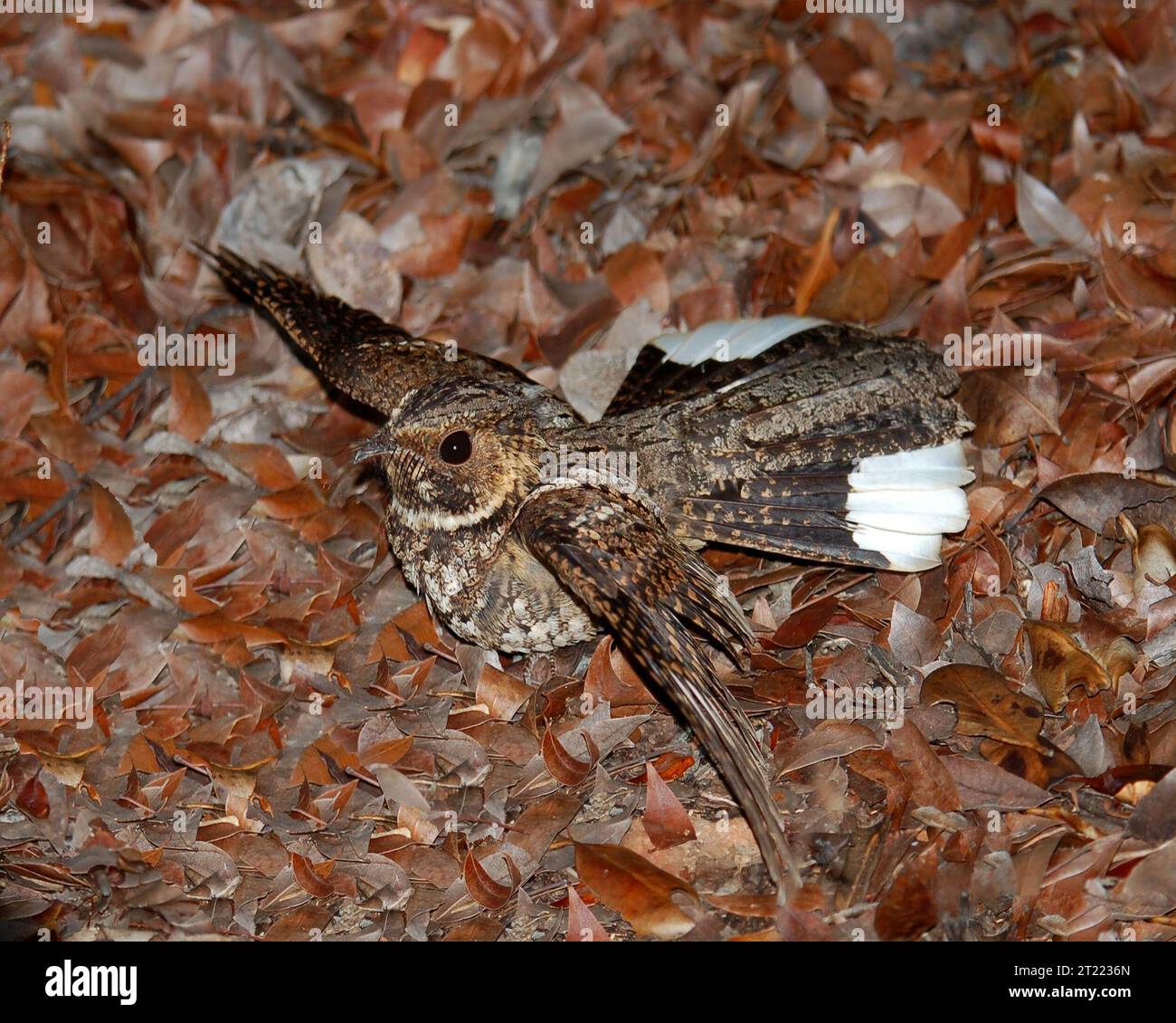 Species of nightjar hi-res stock photography and images - Alamy