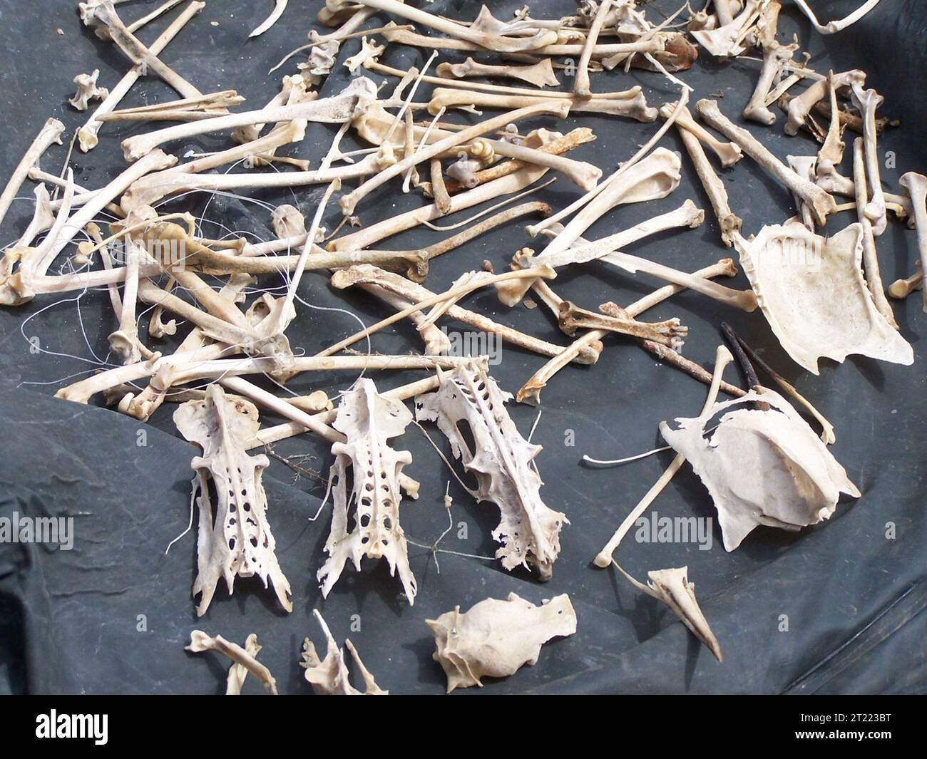 Bird monitoring sound hi-res stock photography and images - Alamy