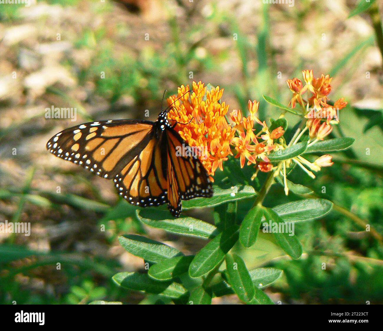 Monarch butterfly key species hi-res stock photography and images - Alamy