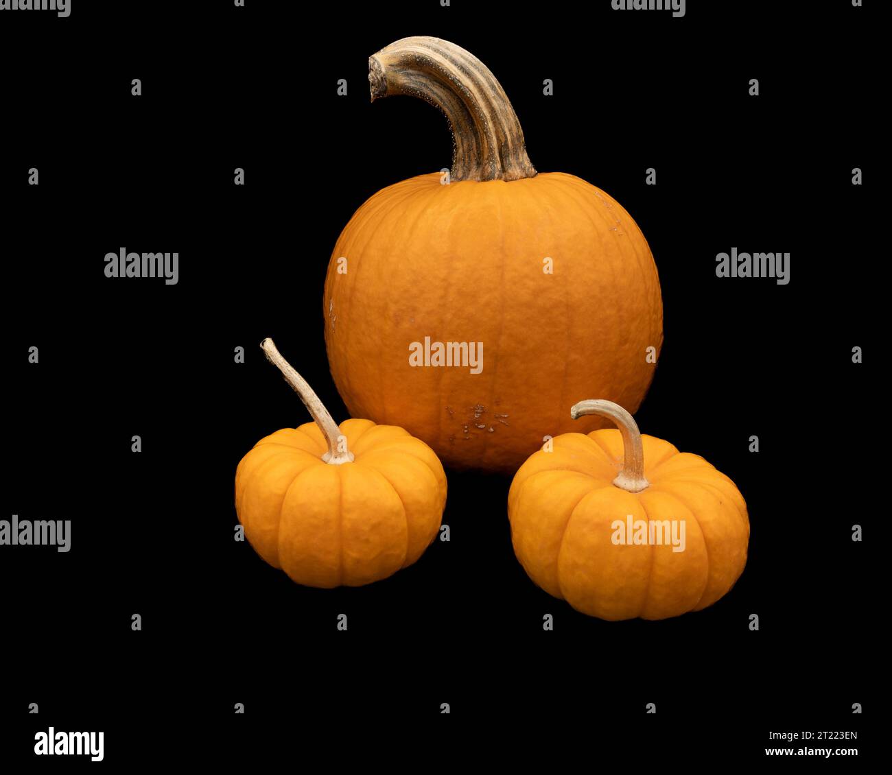 Two big pumpkins on hi-res stock photography and images - Alamy