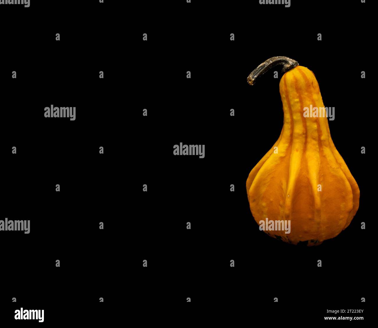 small orange gourd on black background Stock Photo - Alamy