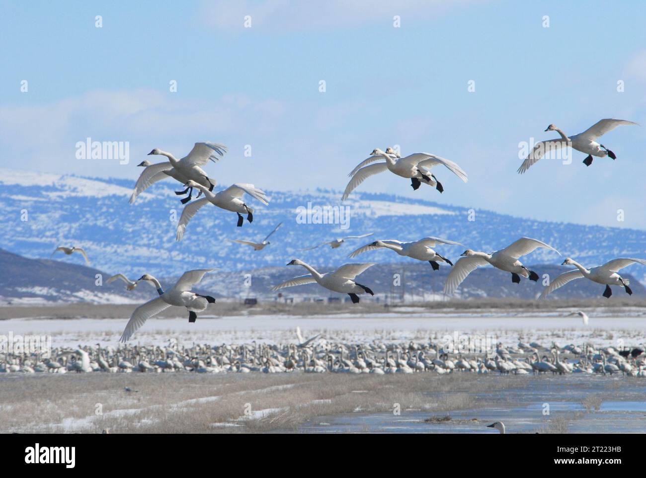 A flock of tundra swans flies in formation over open wetlands. These ...