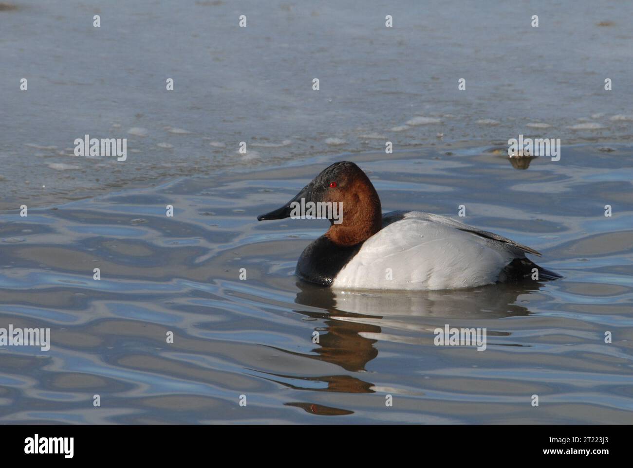 Canvasback duck swimming hi-res stock photography and images - Alamy