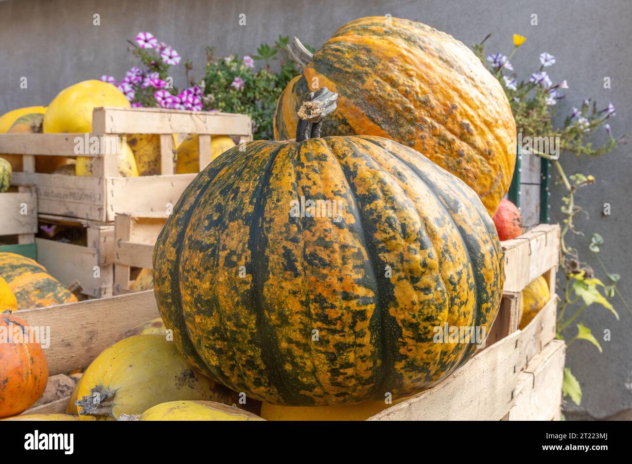 Crates filled with pumpkins and different squashes on an organic farm ...