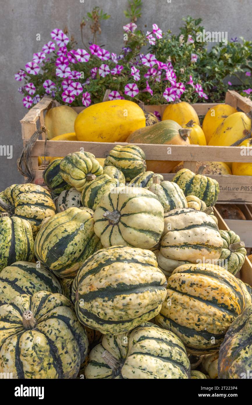Crates filled with pumpkins and different squashes on an organic farm ...