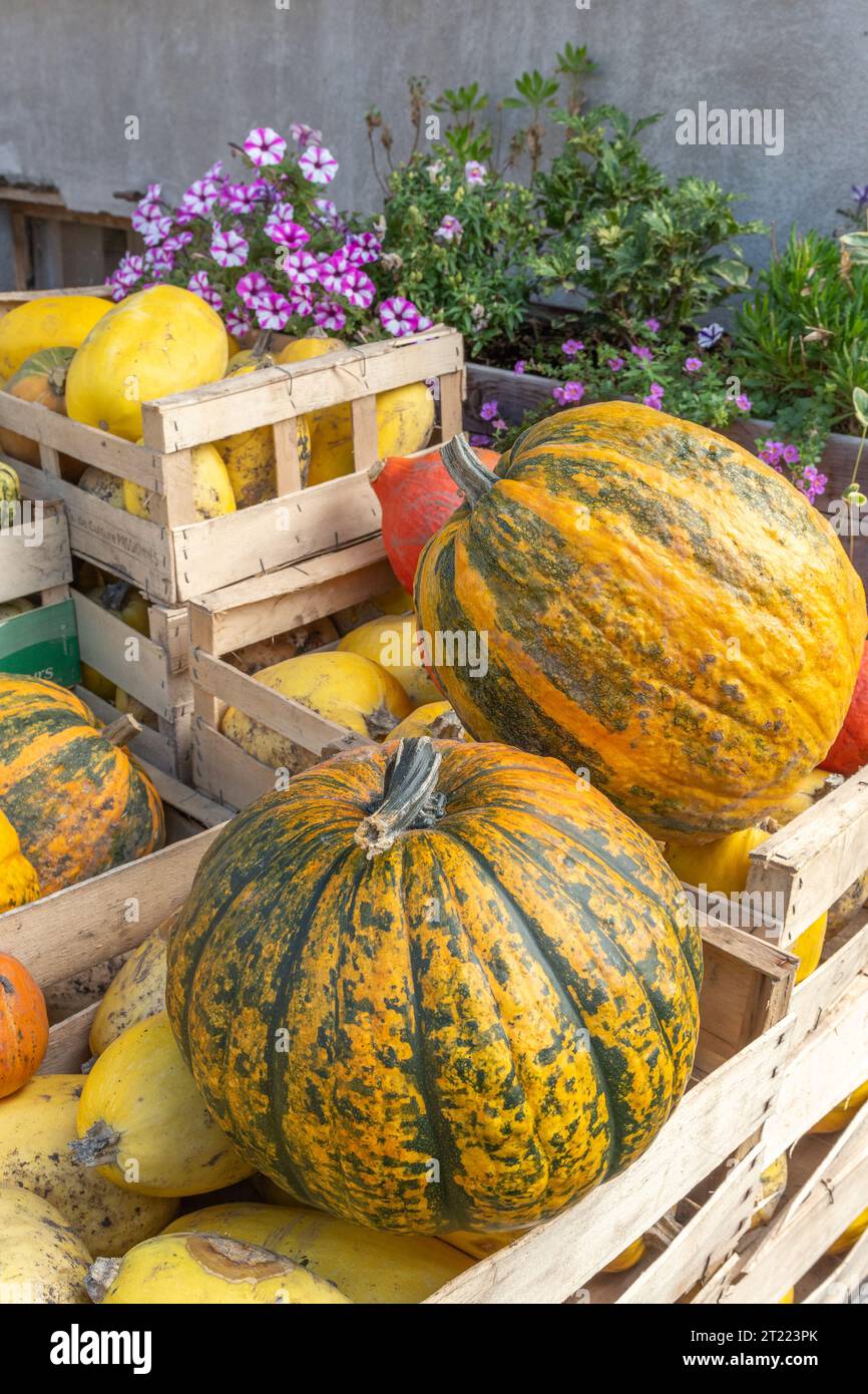 Crates filled with pumpkins and different squashes on an organic farm ...