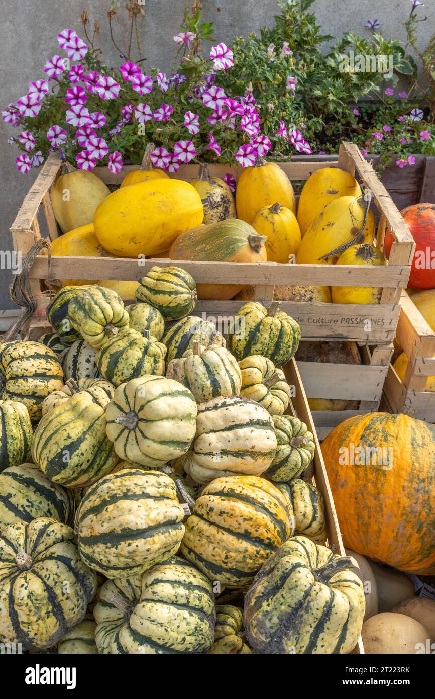 Crates filled with pumpkins and different squashes on an organic farm ...