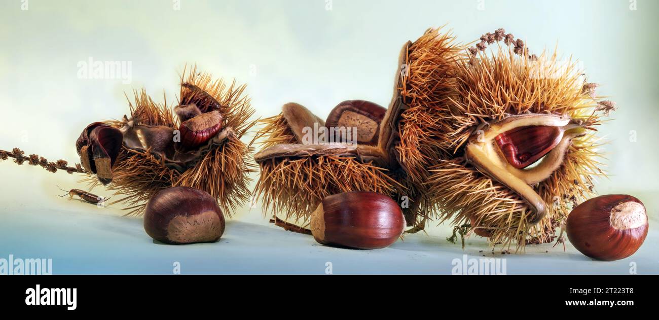 Echte spitze hi-res stock photography and images - Alamy