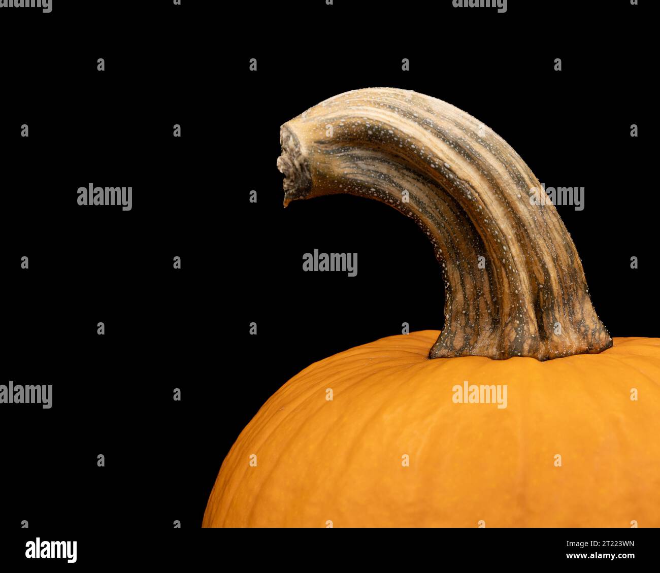Curved pumpkin stem hi-res stock photography and images - Alamy