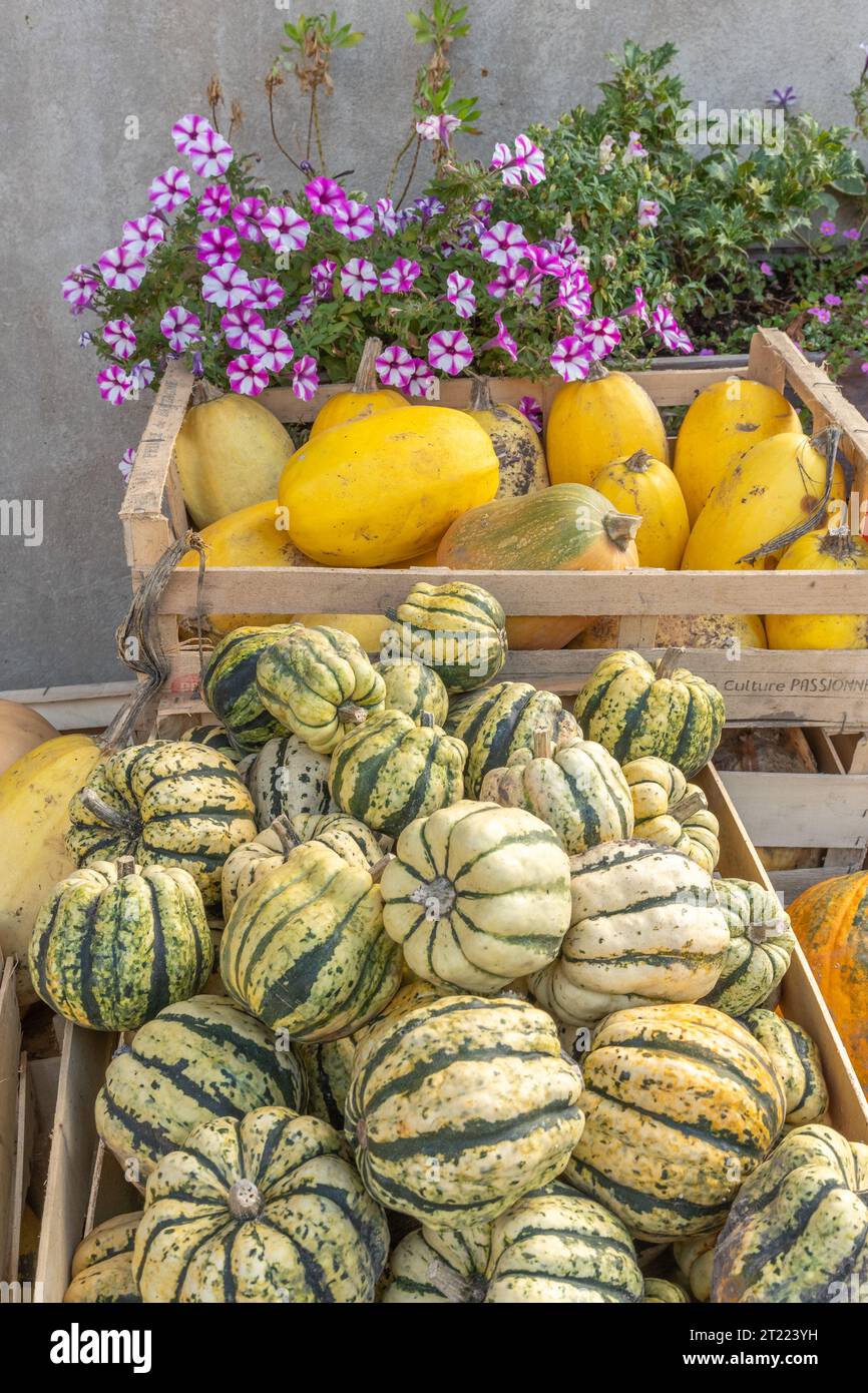 Crates filled with pumpkins and different squashes on an organic farm ...
