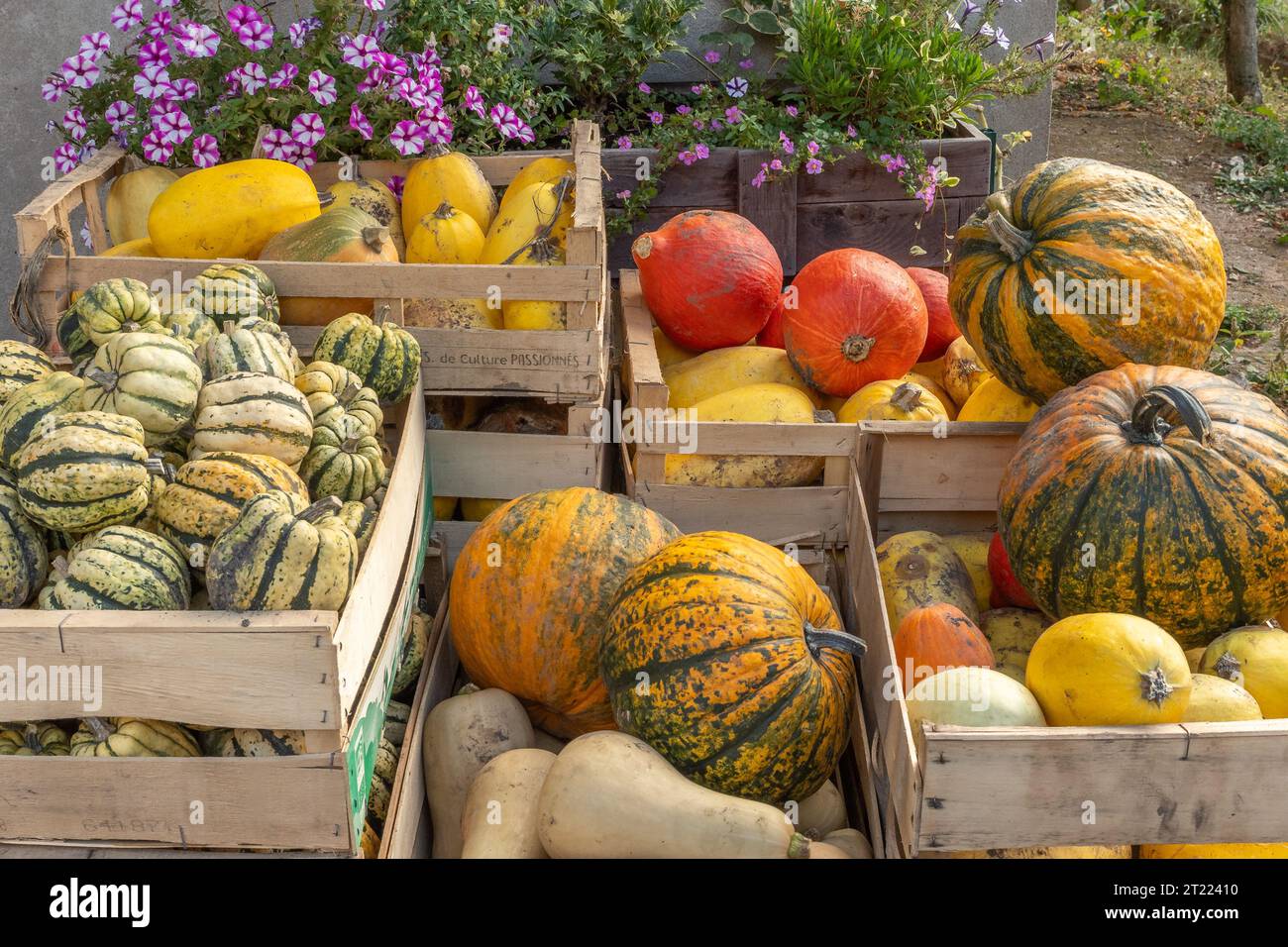 Crates filled with pumpkins and different squashes on an organic farm ...