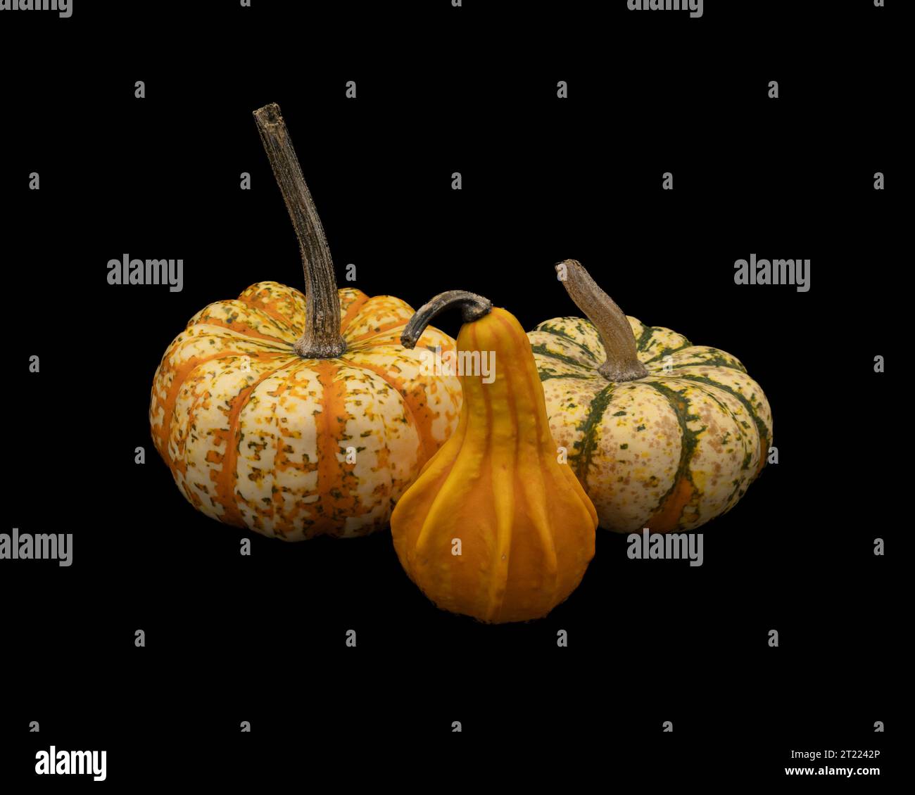 Two mini pumpkins with black background hi-res stock photography and ...