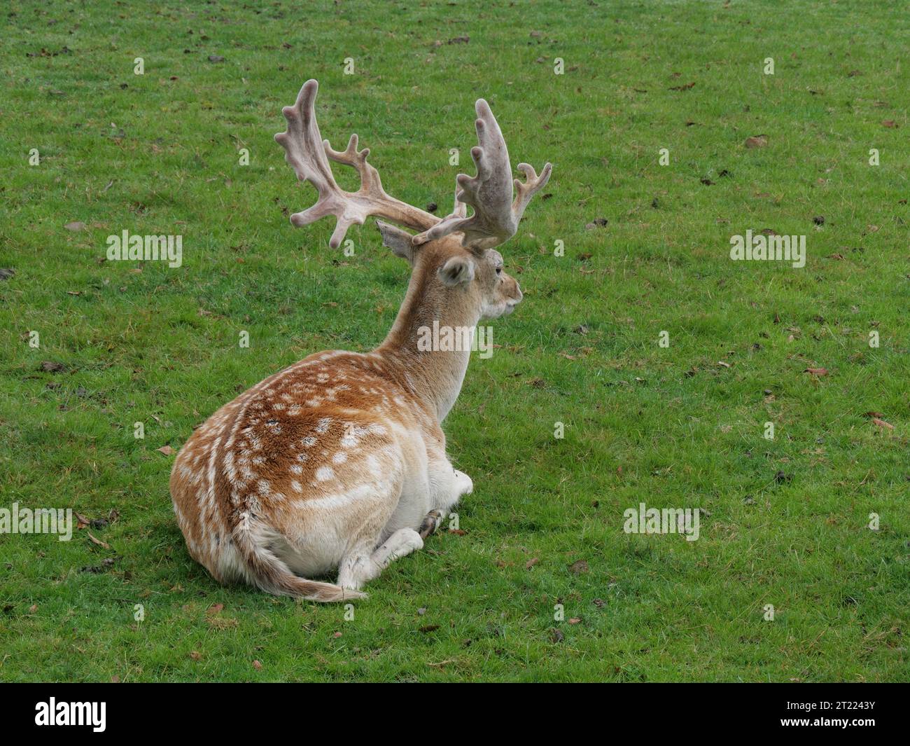 Fallow deer on a green pasture at Prideaux Place, Padstow, Cornwall ...