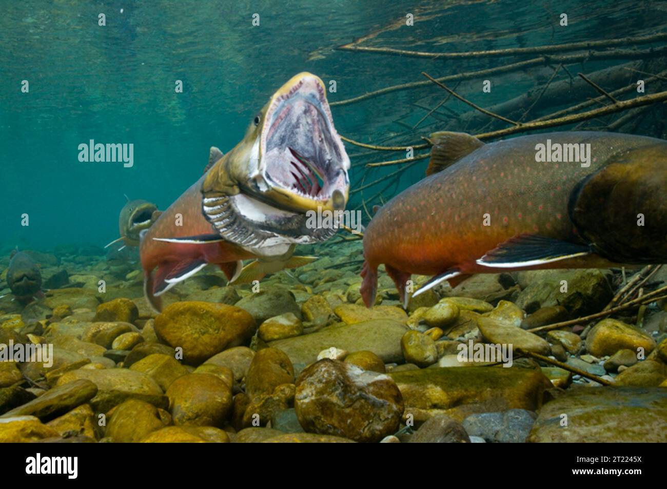 Bull Trout complete their spawning migration from Lake Koocanusa to ...