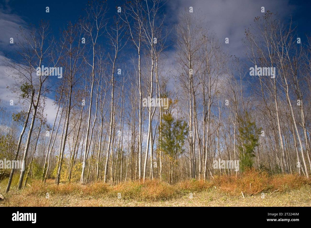 Cottonwood trees natural regrowth since 1993 flood. Subjects: Habitat ...