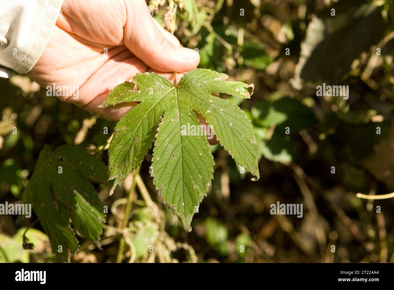 Hand holding Japanese hops leaf for size comparison. Subjects: Invasive ...