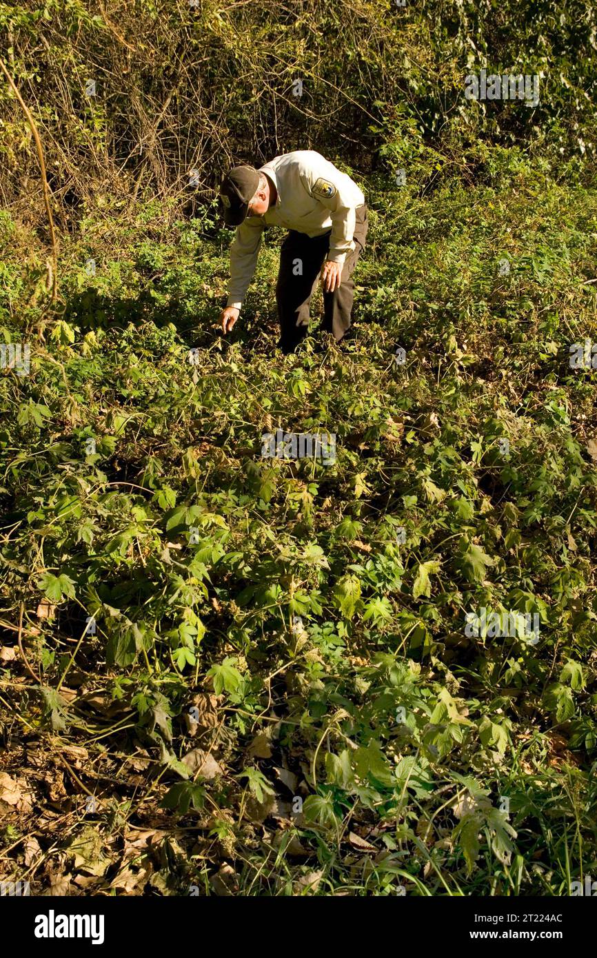 U.S. Fish and Wildlife employee showing ground area filled with ...