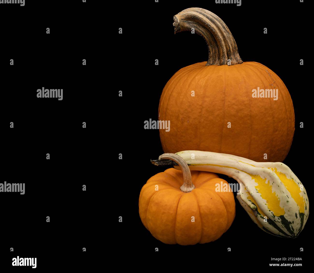 two pumpkins and small gourd on black background Stock Photo - Alamy