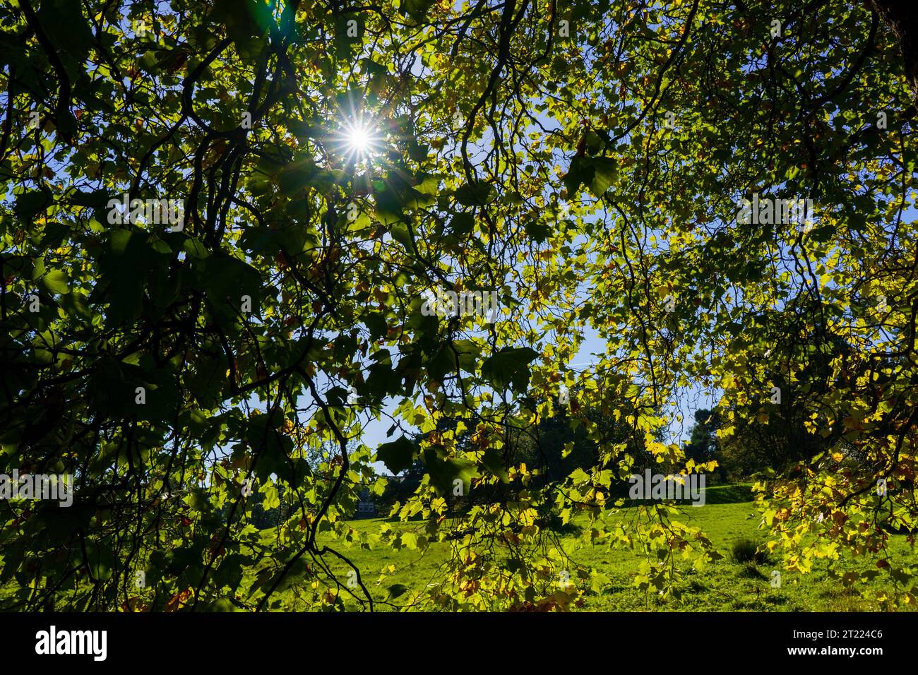 Autumn sunburst, as seen through the vibrant green leaves of a maple ...