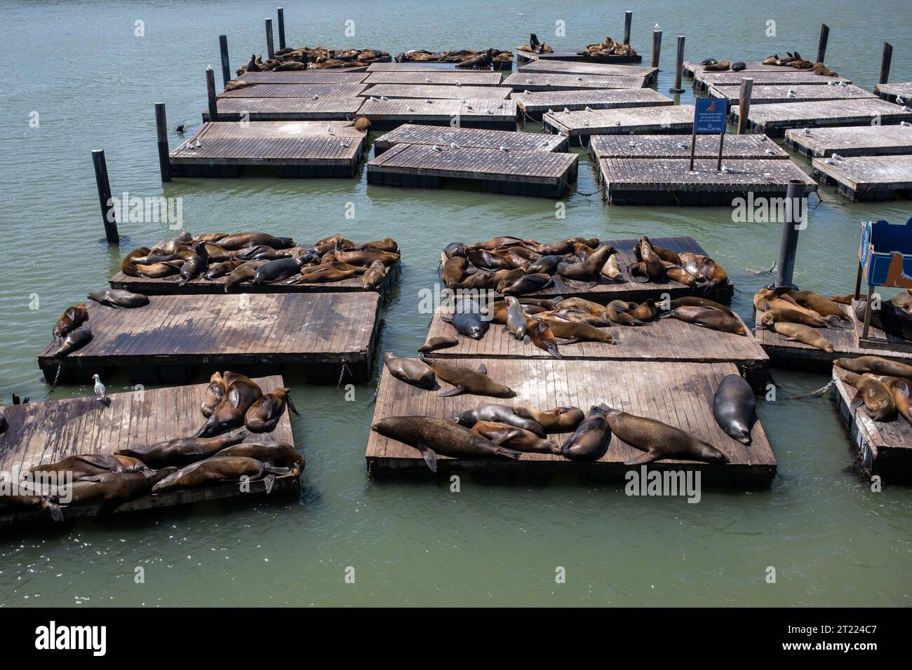High angle of seals lying on wooden pier near rippling sea water in ...