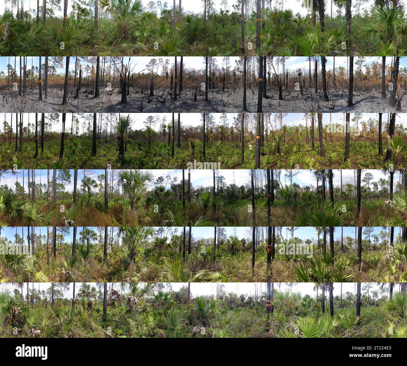 A combination of photos taken at a photo point at Florida Panther NWR ...