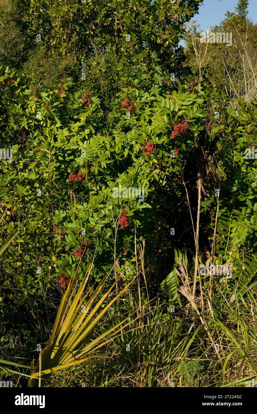 This Brazilian Pepper plant is an exotic invasive species which ...