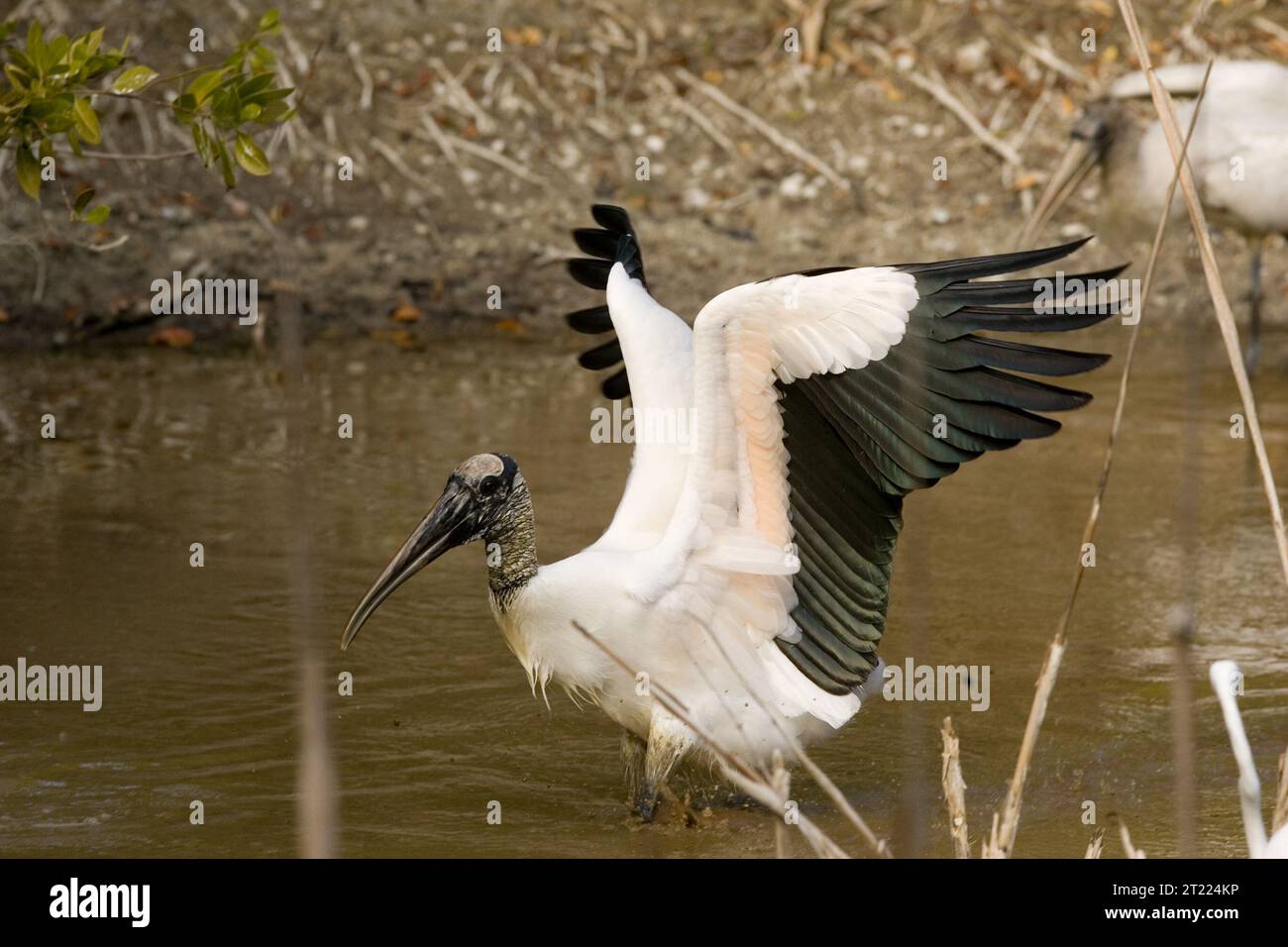 A Wood stork spreads its wings at J.N. 'Ding' Darling National Wildlife ...