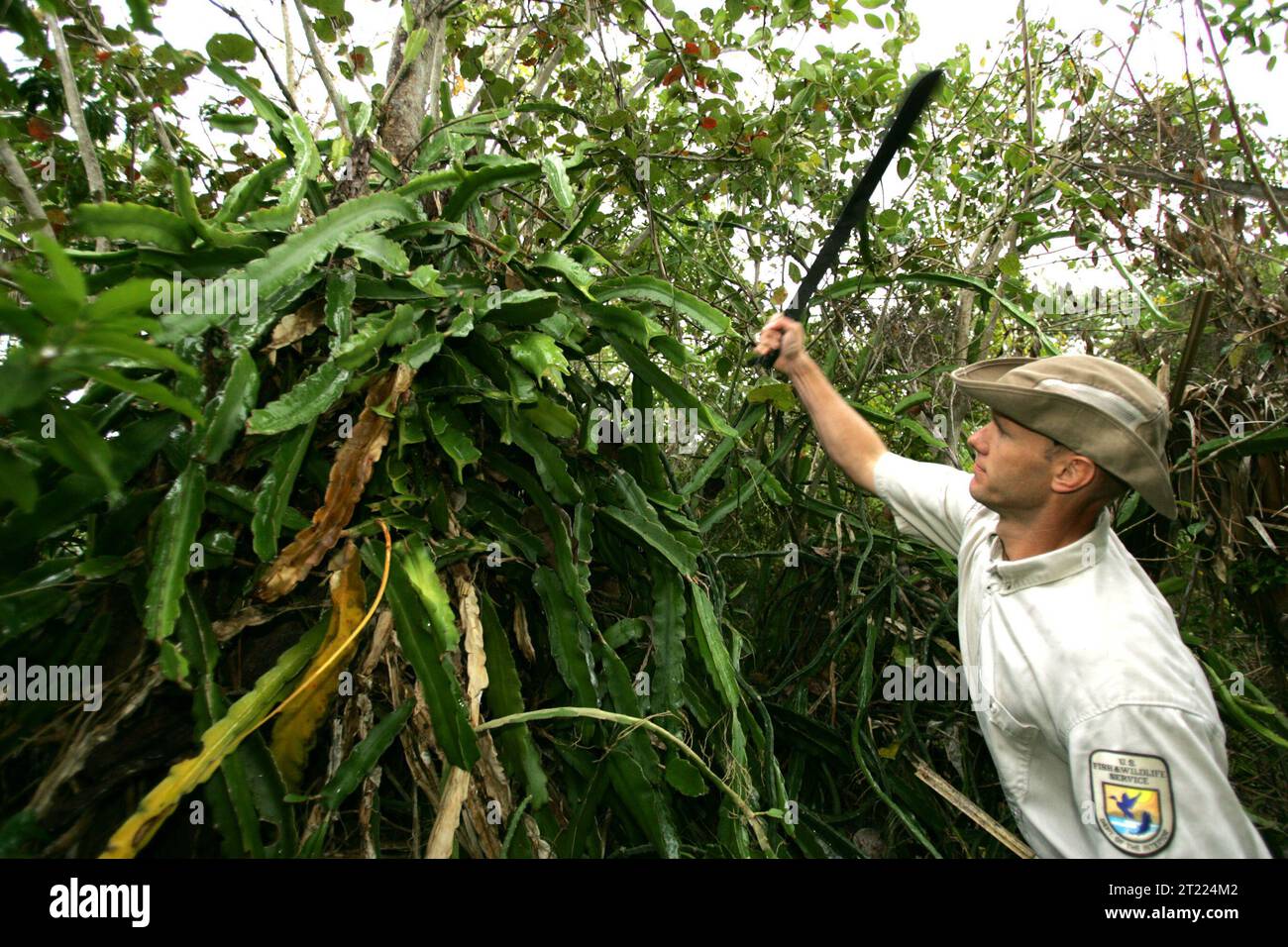 U.S. Fish and Wildlife Service employee inspects Nicker Bean plant, a ...