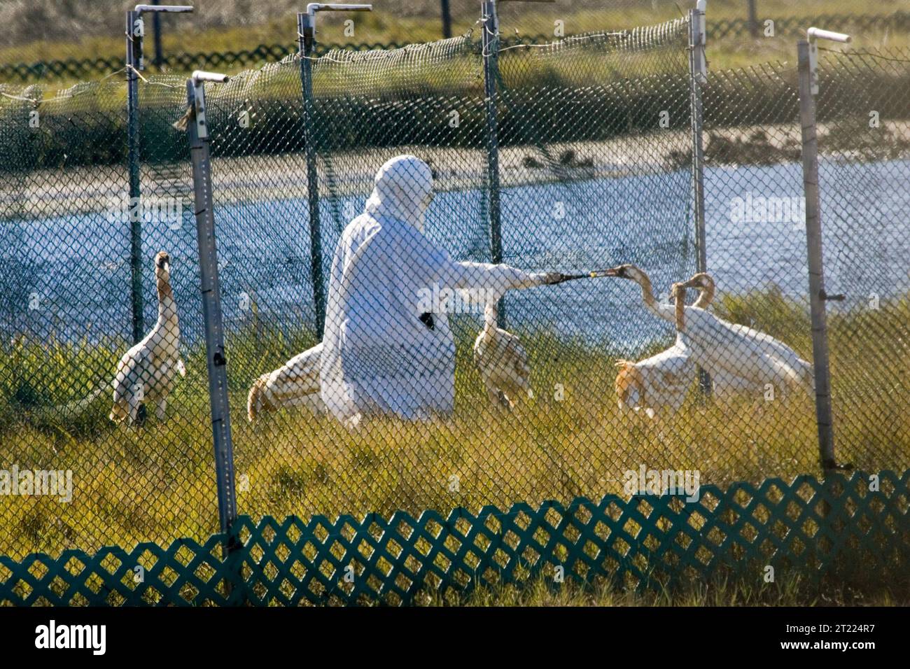 The Whooping Crane reintroduction facility at Chassahowitzka National ...