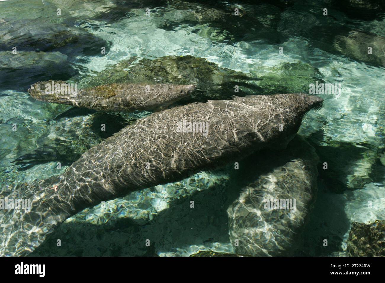 Manatees in Florida congregate near warm inland springs in winter to ...