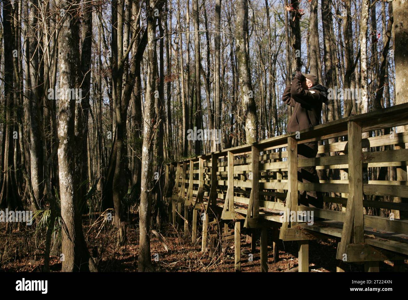 FWS employee observes wildlife from a refuge boardwalk. Subjects ...