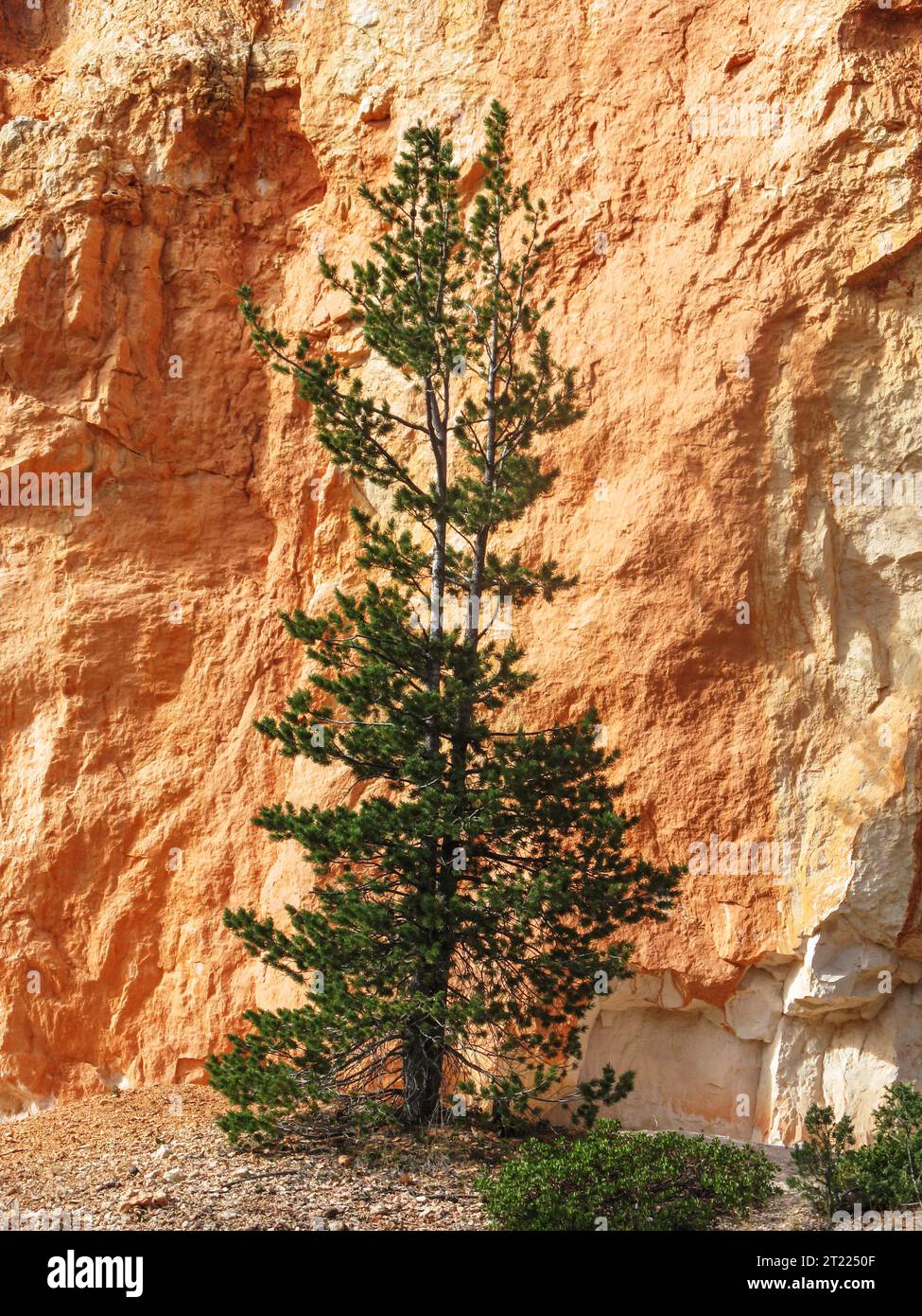 A single large Limber pine, Pinus Flexilis, growing against the vibrant ...