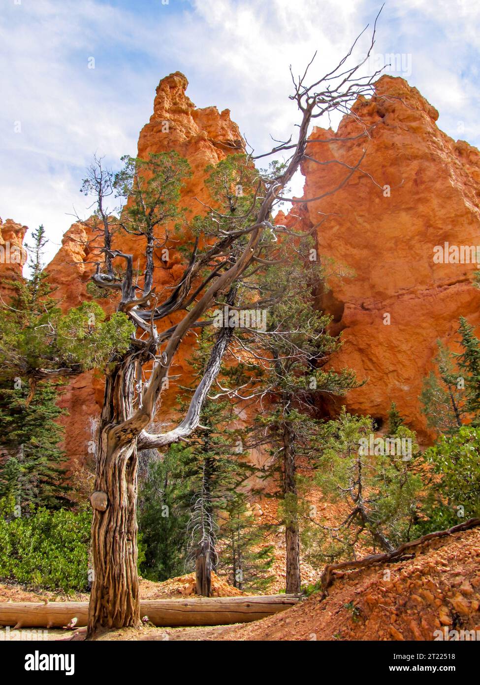 Dead tree twisted branches hi-res stock photography and images - Alamy