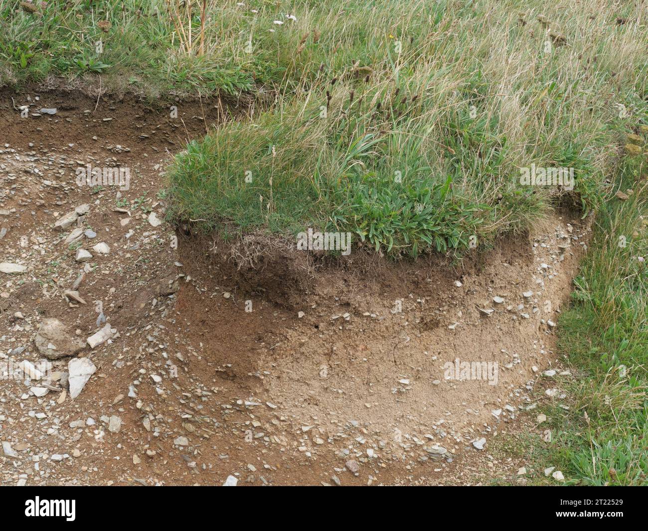 Soil erosion on the coast at Bedruthan Steps in Cornwall England Stock ...