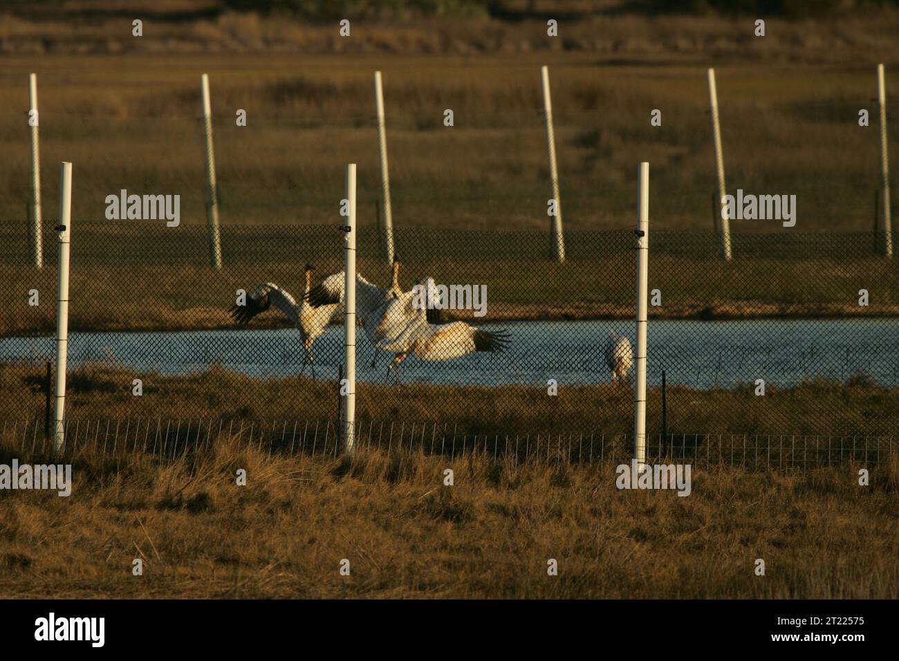 Whooping Cranes perform a bird ballet for researchers. Subjects: Birds ...