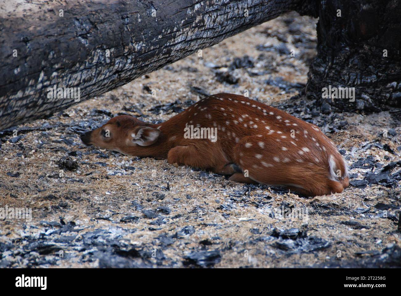 A young fawn the day after a prescribed burn. Subjects: Fires ...